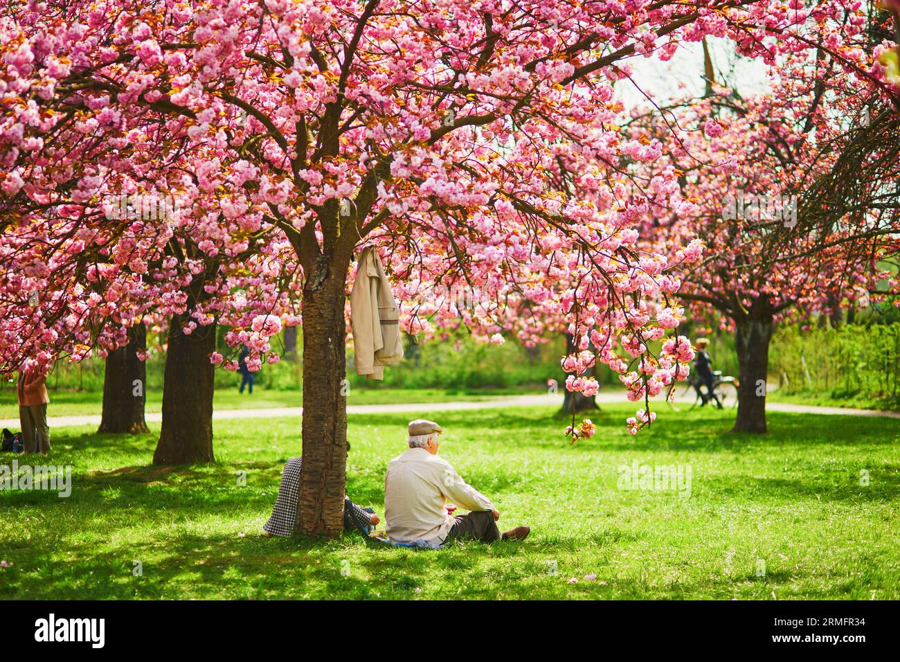 Old man sitting under beautiful pink cherry blossom tree in full bloom ...