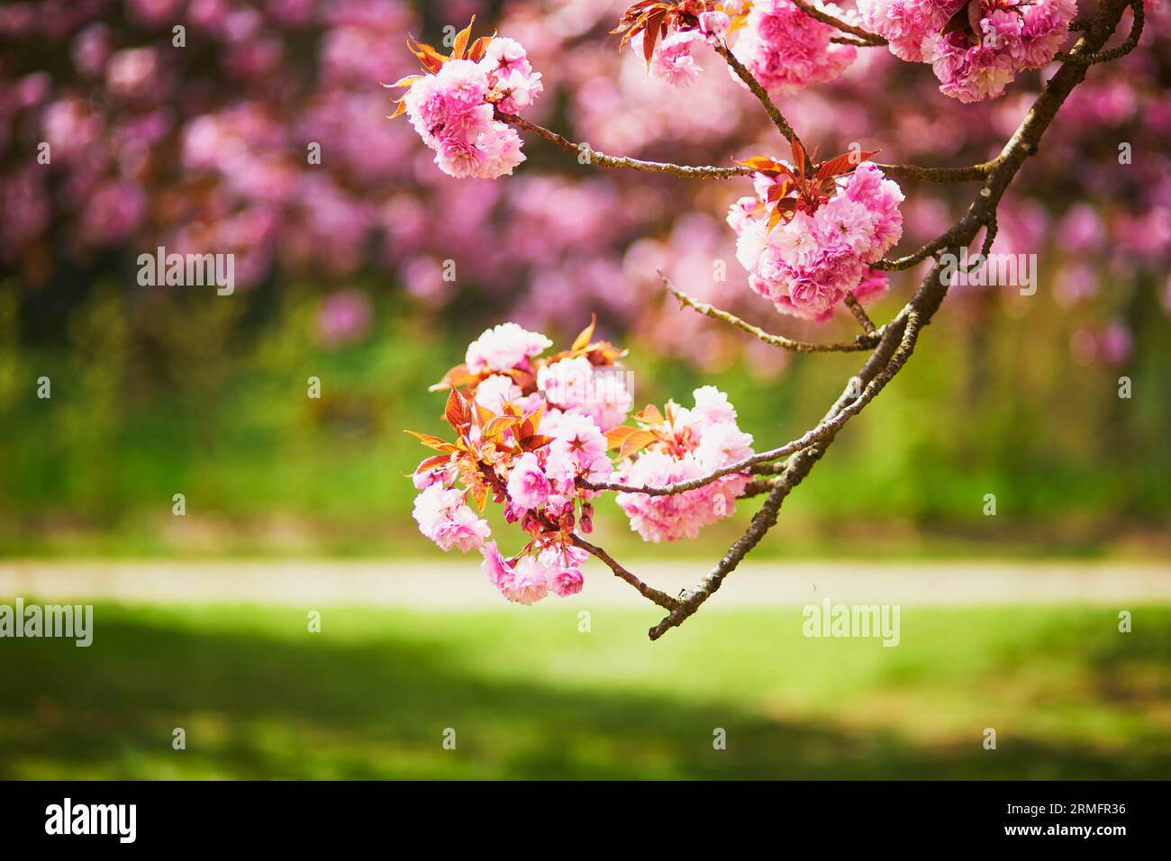 Beautiful pink cherry blossom tree in full bloom on a spring day Stock ...