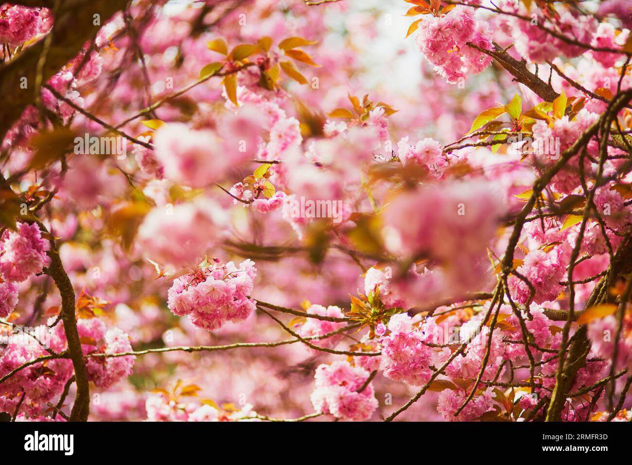 Beautiful pink cherry blossom tree in full bloom on a spring day Stock ...