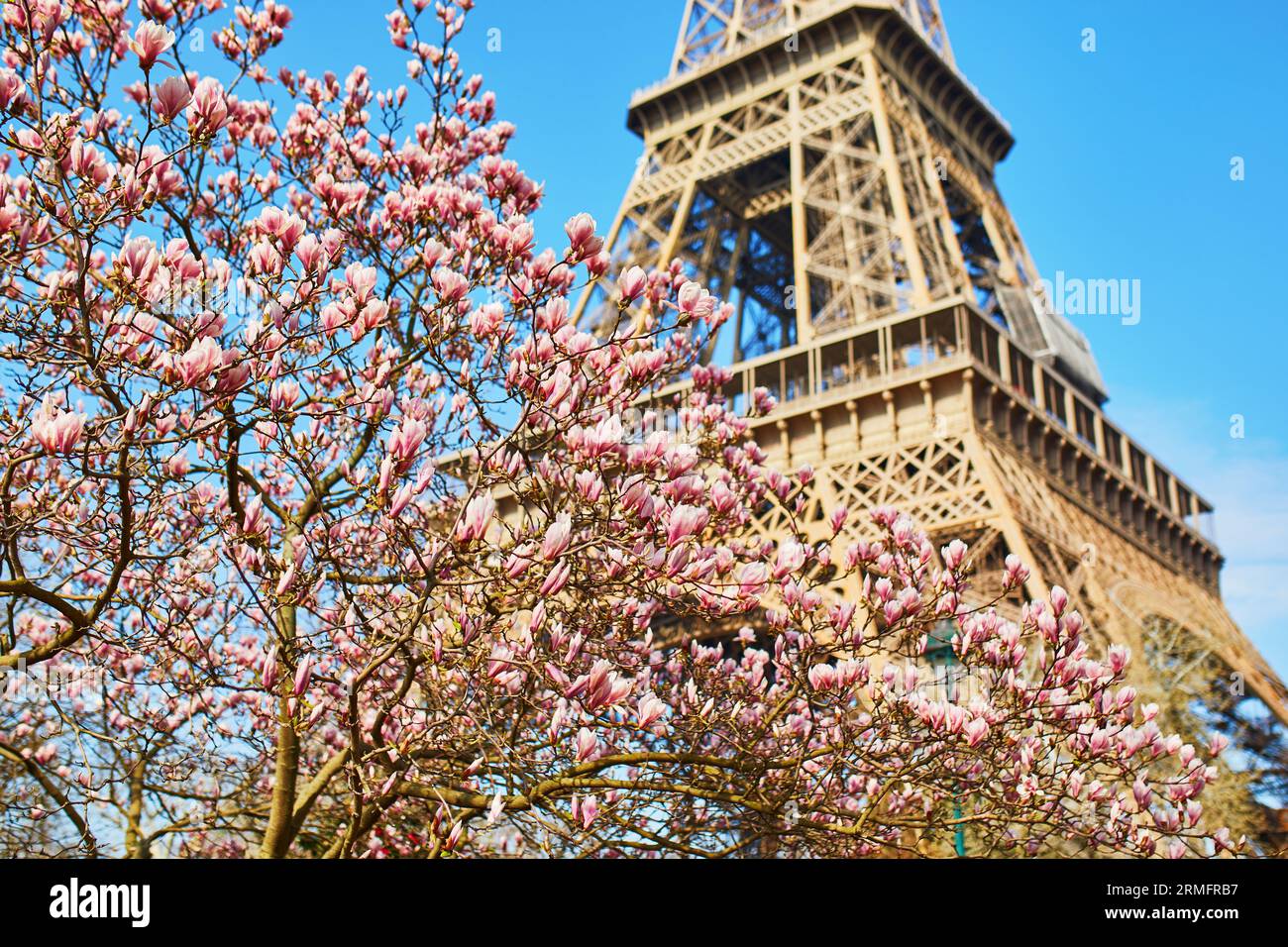 Eiffel Tower with blooming magnolia spring tree, Paris, France Stock ...