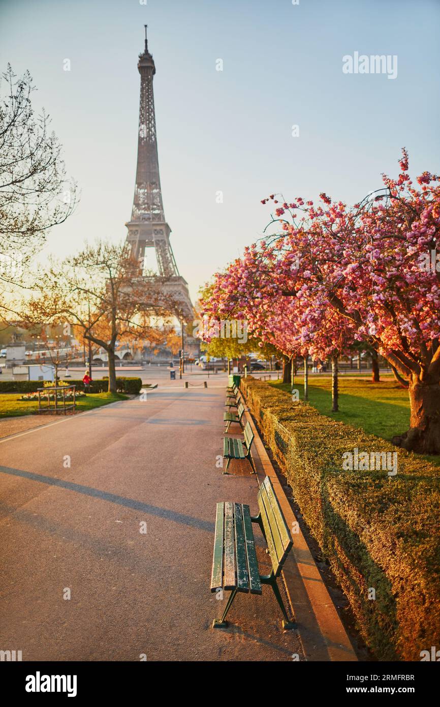 Scenic view of the Eiffel tower with cherry blossom trees in full bloom ...