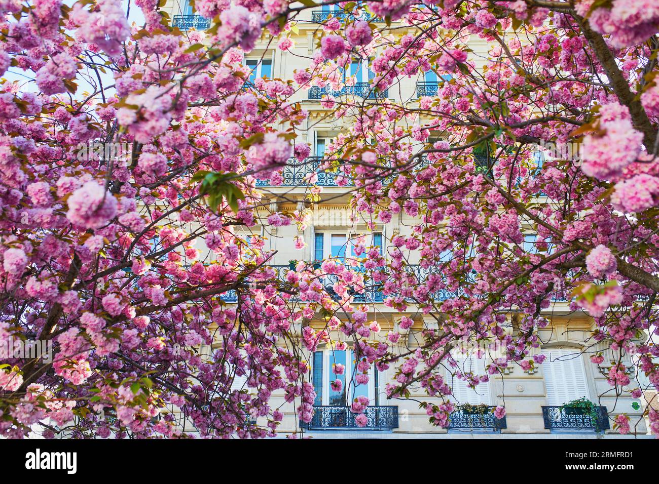 Cherry blossom season at spring in Paris, France. Beautiful sakura tree ...