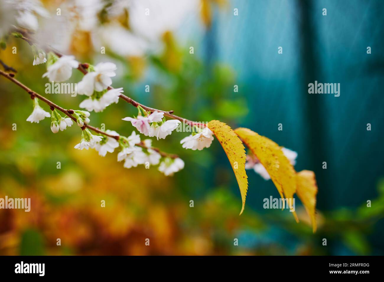 Cherry blossom tree blooming at fall. Branch of cherry tree covered ...