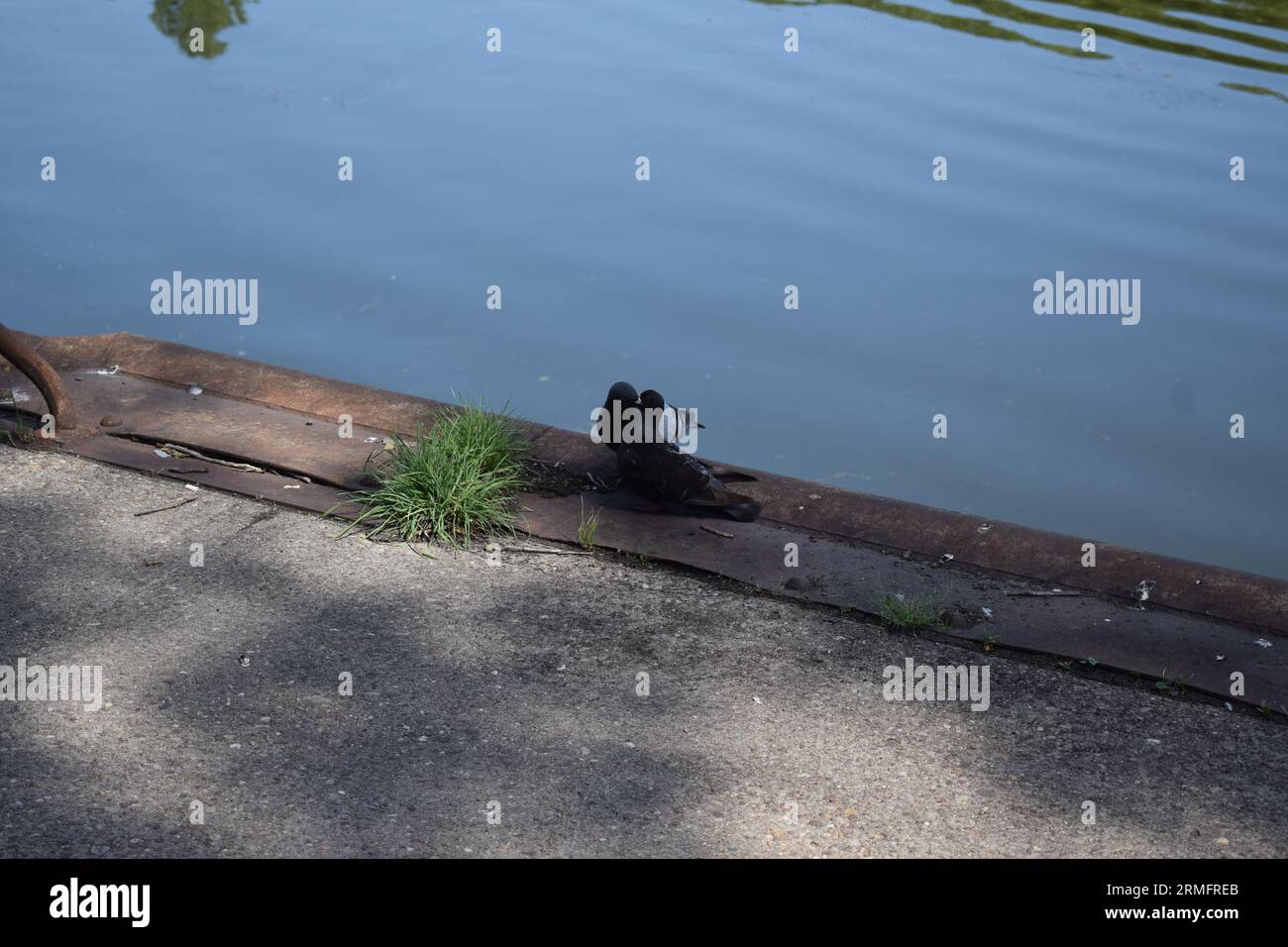 urban wildlife, pigeon on the way Stock Photo - Alamy