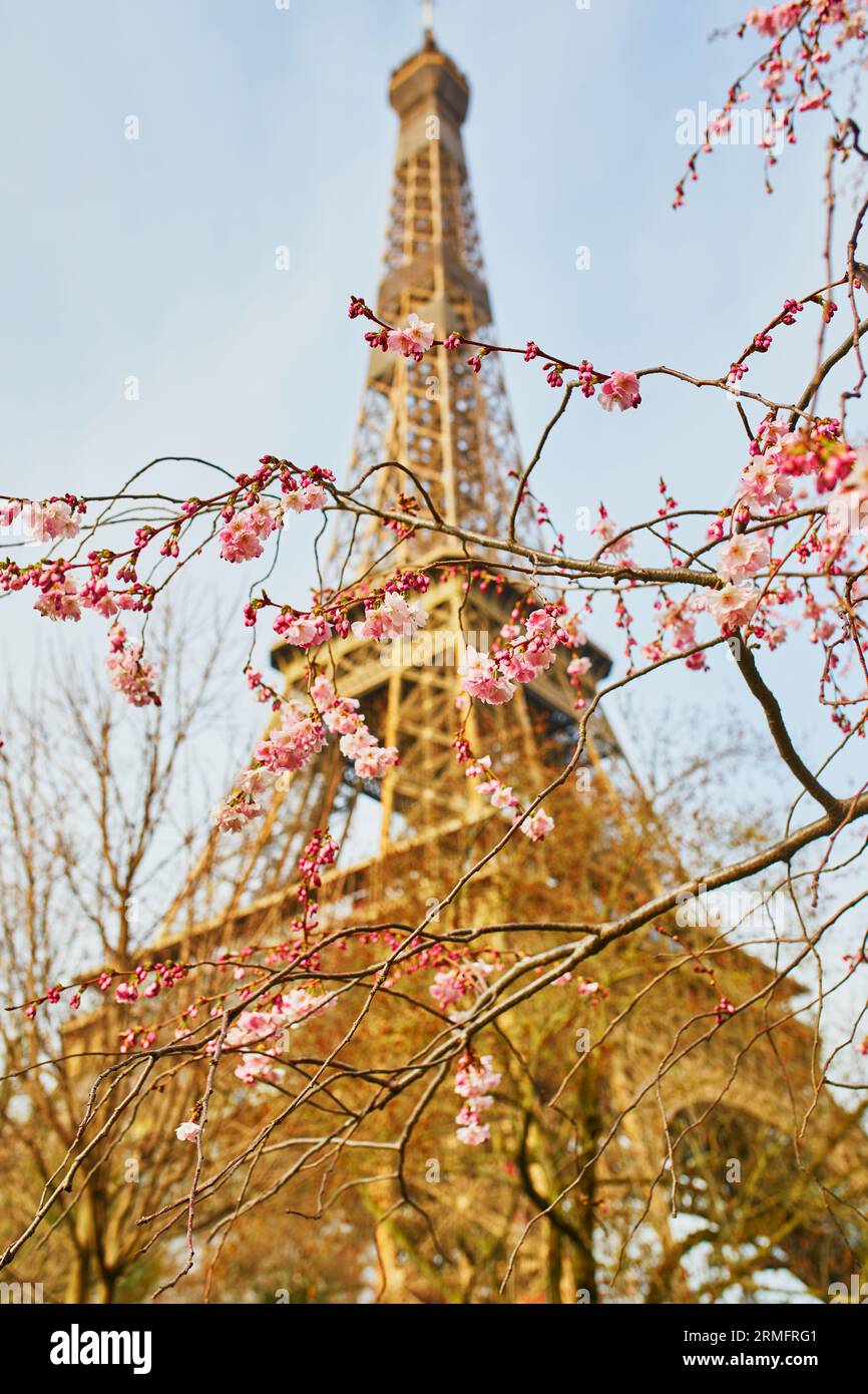 Cherry blossom tree in full bloom near the Eiffel tower in Paris ...