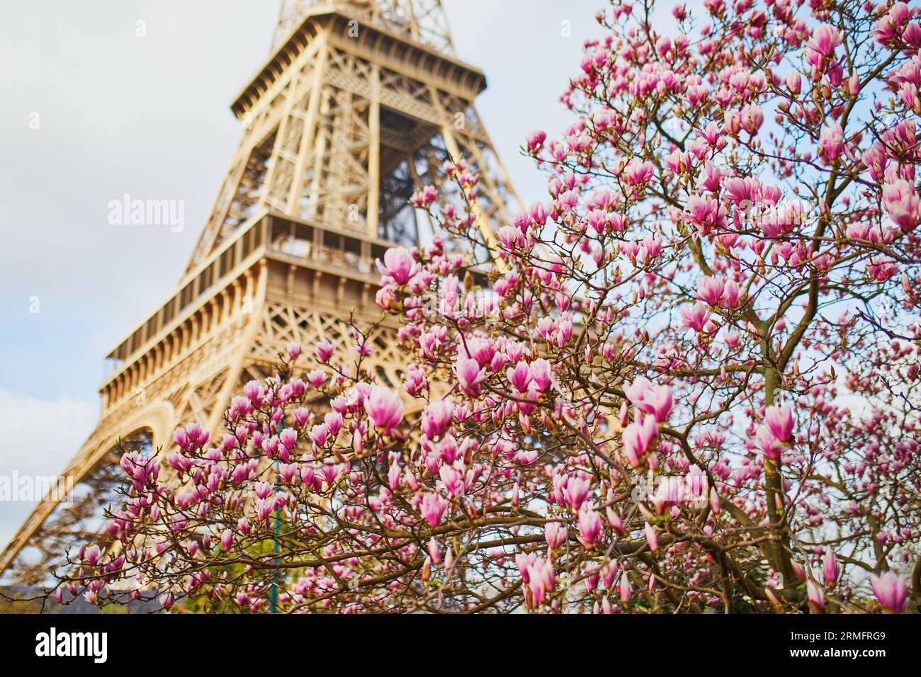 Pink magnolia in full bloom and Eiffel tower over the blue sky. Spring ...