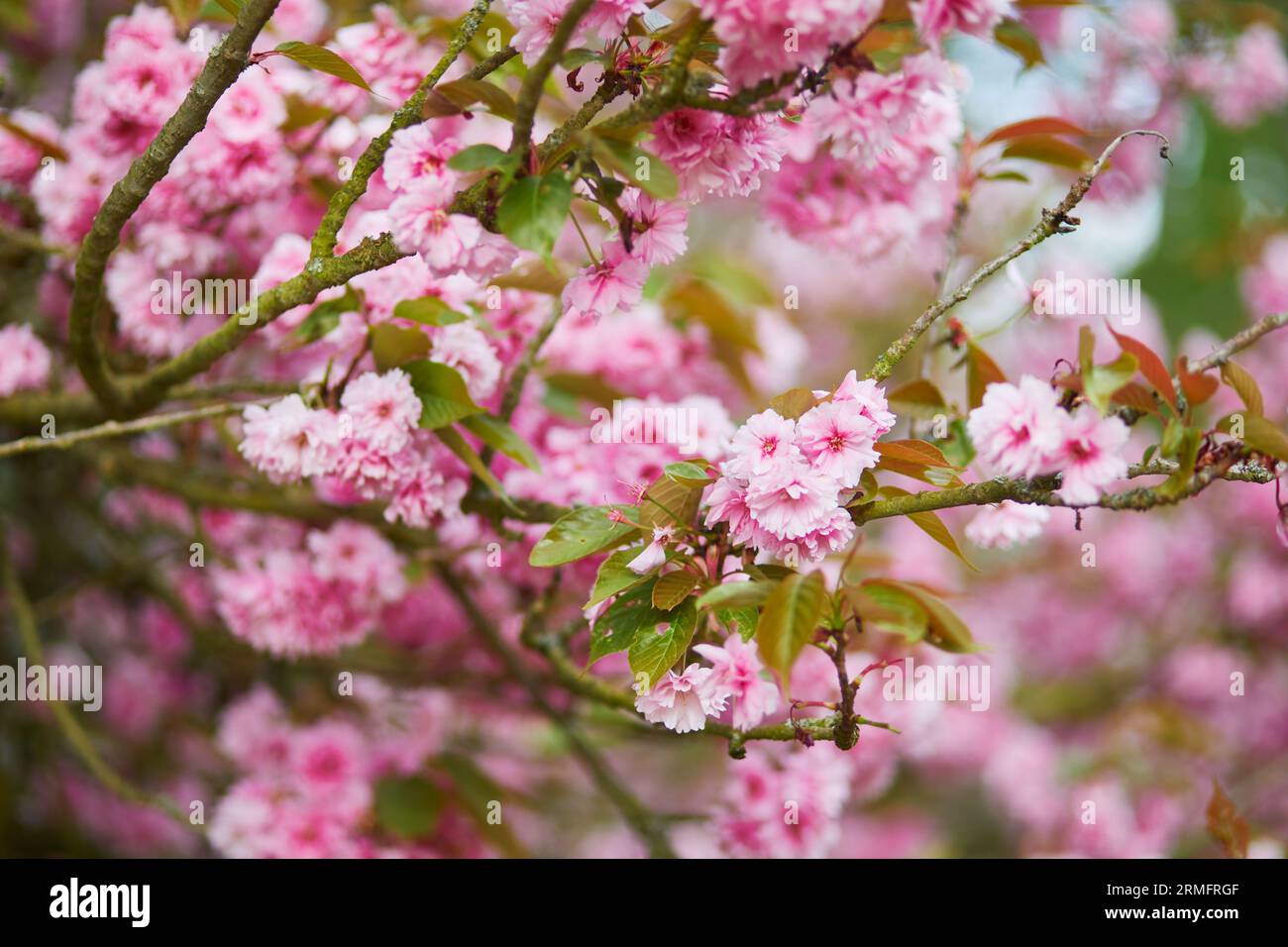 Cherry blossom season at spring. Beautiful tree in full bloom Stock ...