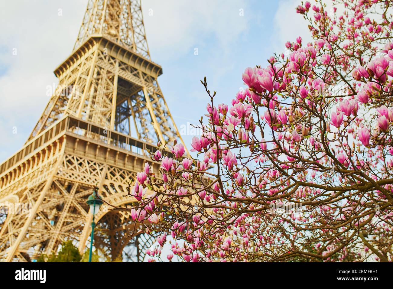 Pink magnolia in full bloom and Eiffel tower over the blue sky. Spring ...