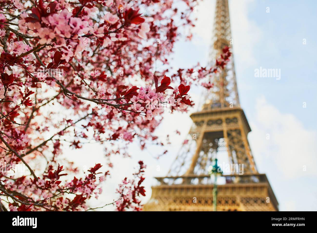 Cherry blossom flowers in full bloom with Eiffel tower in the ...