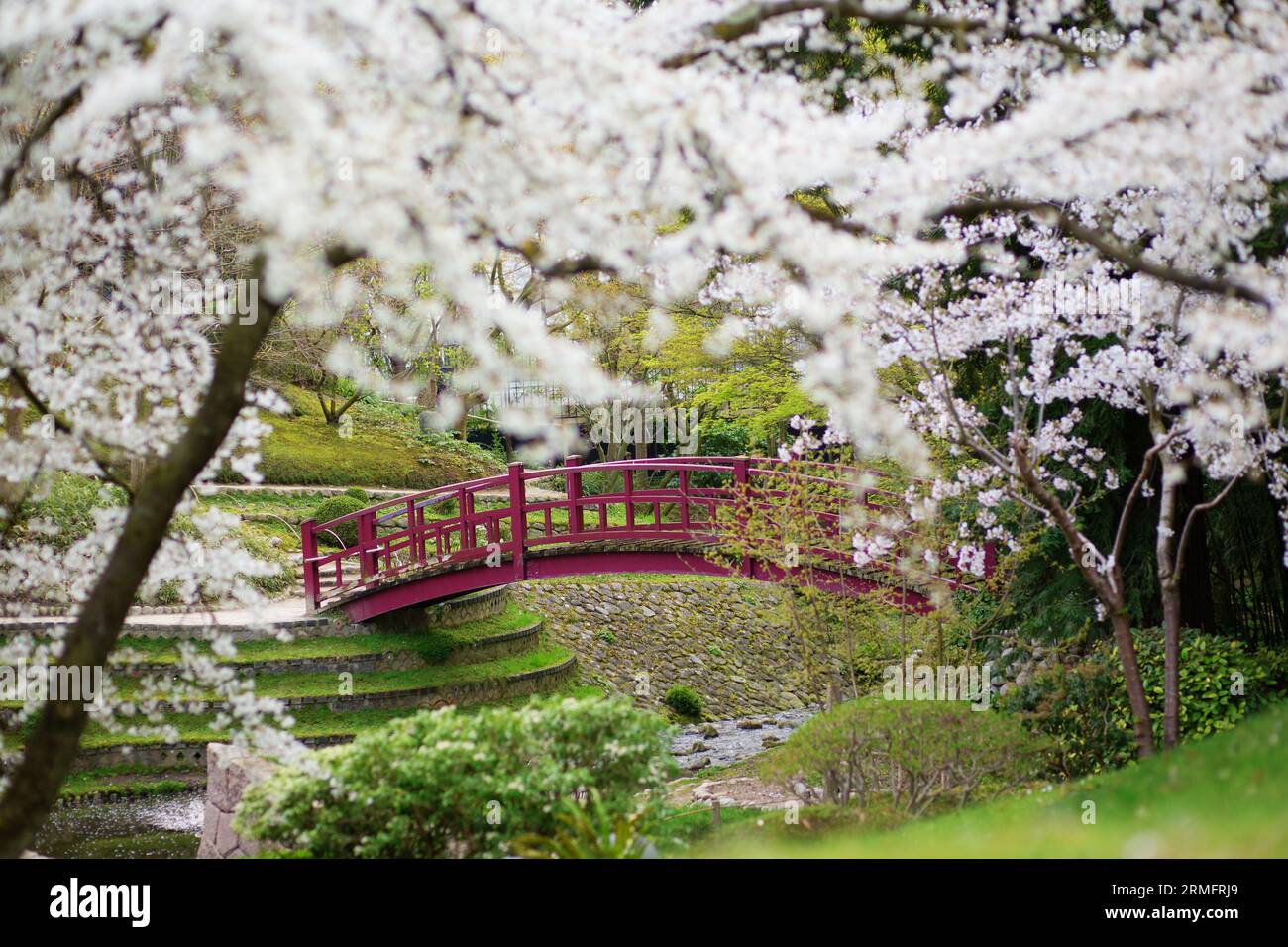 Cherry blossoms in a Japanese garden Stock Photo - Alamy