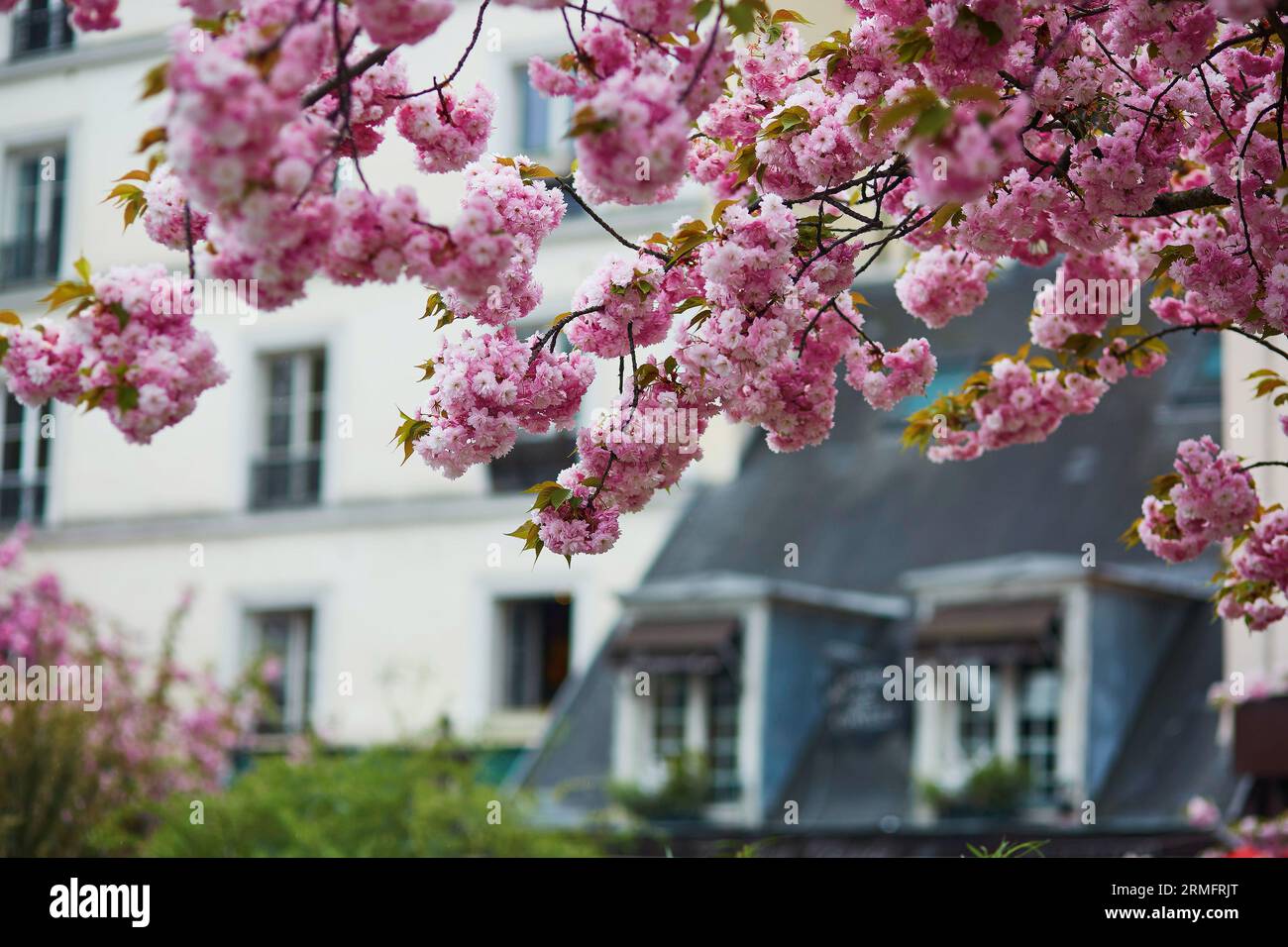 Typical Parisian building with mansards and beautiful cherry blossom ...