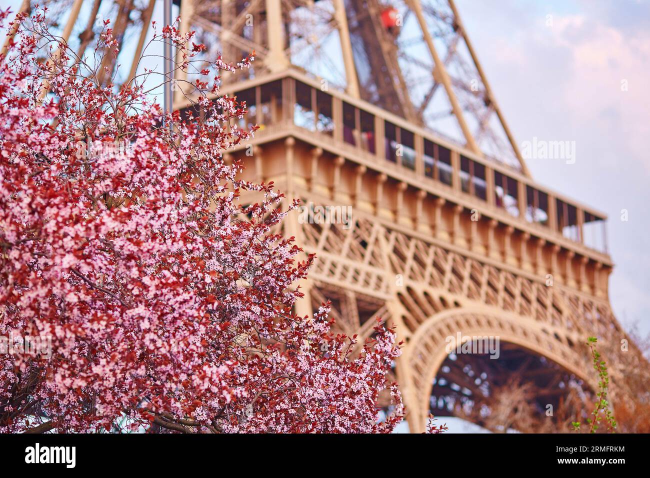 Spring in Paris. Beautiful cherry blossom tree and the Eiffel Tower ...