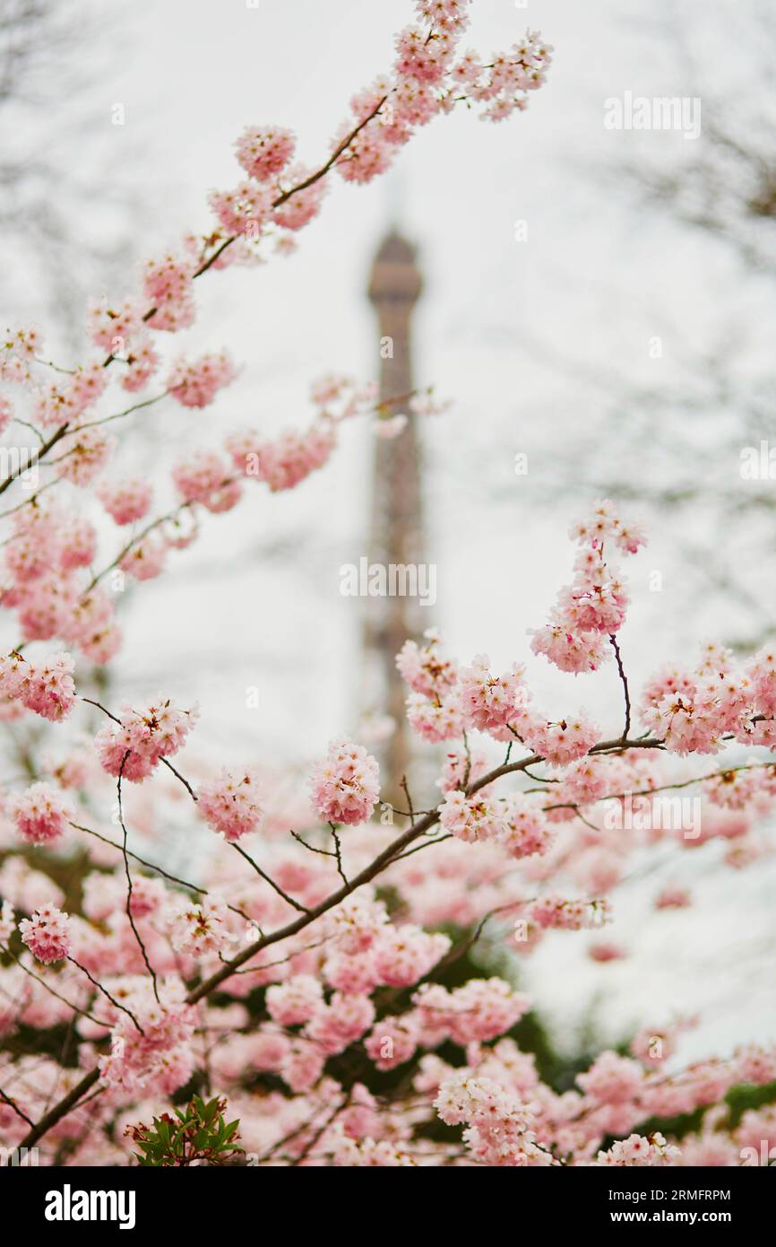 Spring in Paris. Beautiful cherry blossom tree and the Eiffel Tower ...