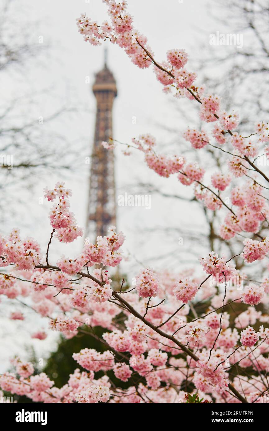 Spring in Paris. Beautiful cherry blossom tree and the Eiffel Tower ...