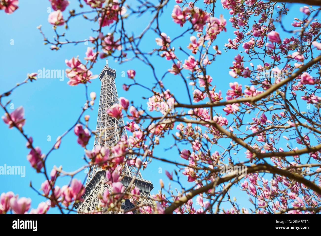 Pink magnolia in full bloom and Eiffel tower over the blue sky. Spring ...