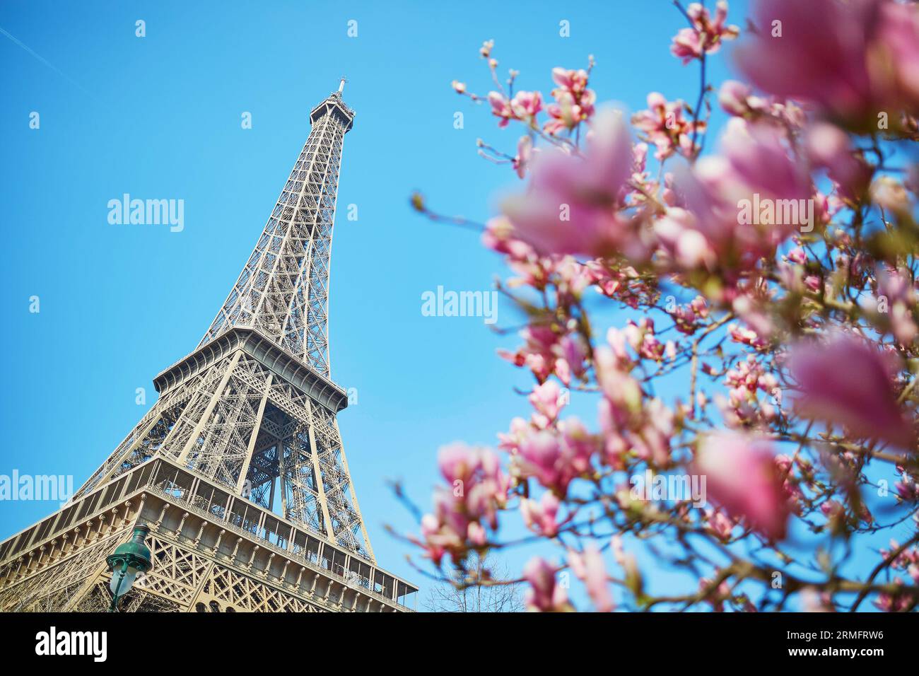 Beautiful pink magnolia in Paris near the Eiffel tower on a nice spring ...