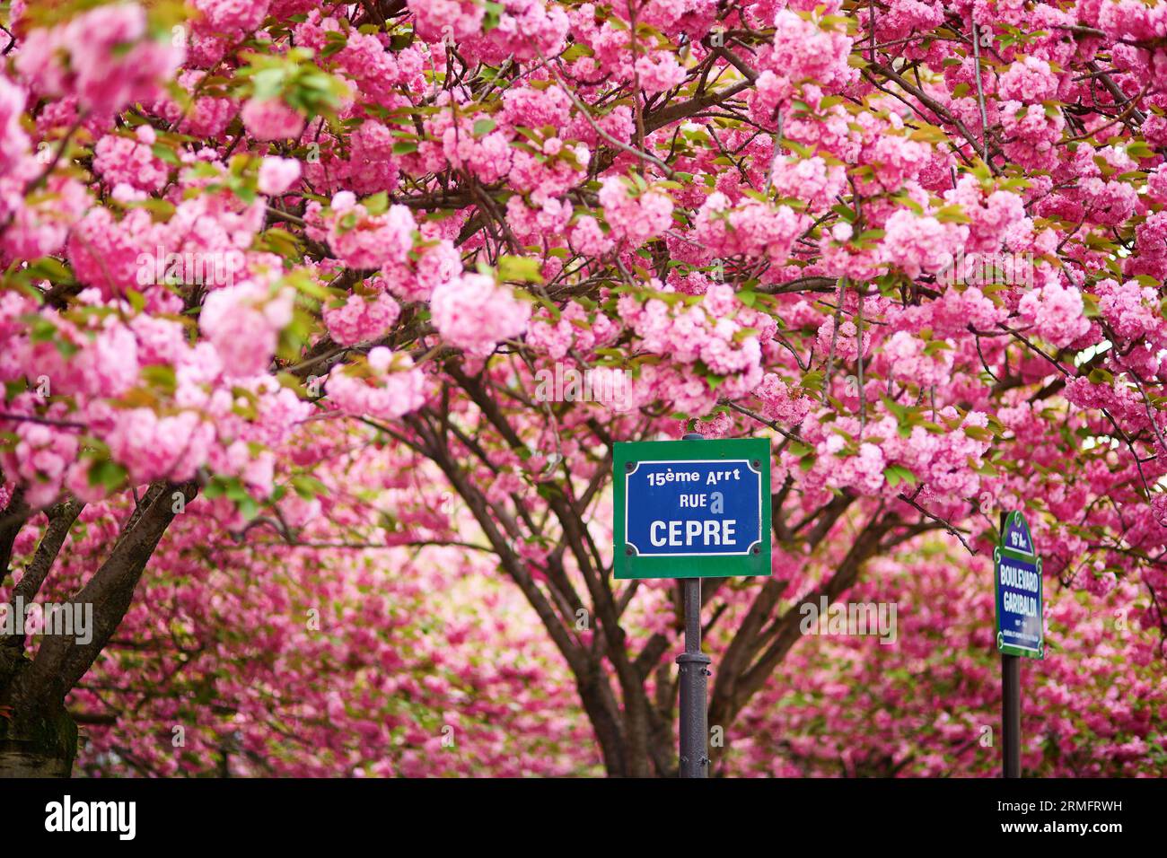 Traditional Parisian street sign and cherry blossoms on a spring day ...