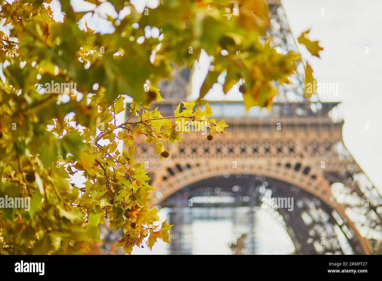 Scenic view of the Eiffel tower with yellow autumn leaves. Fall in ...