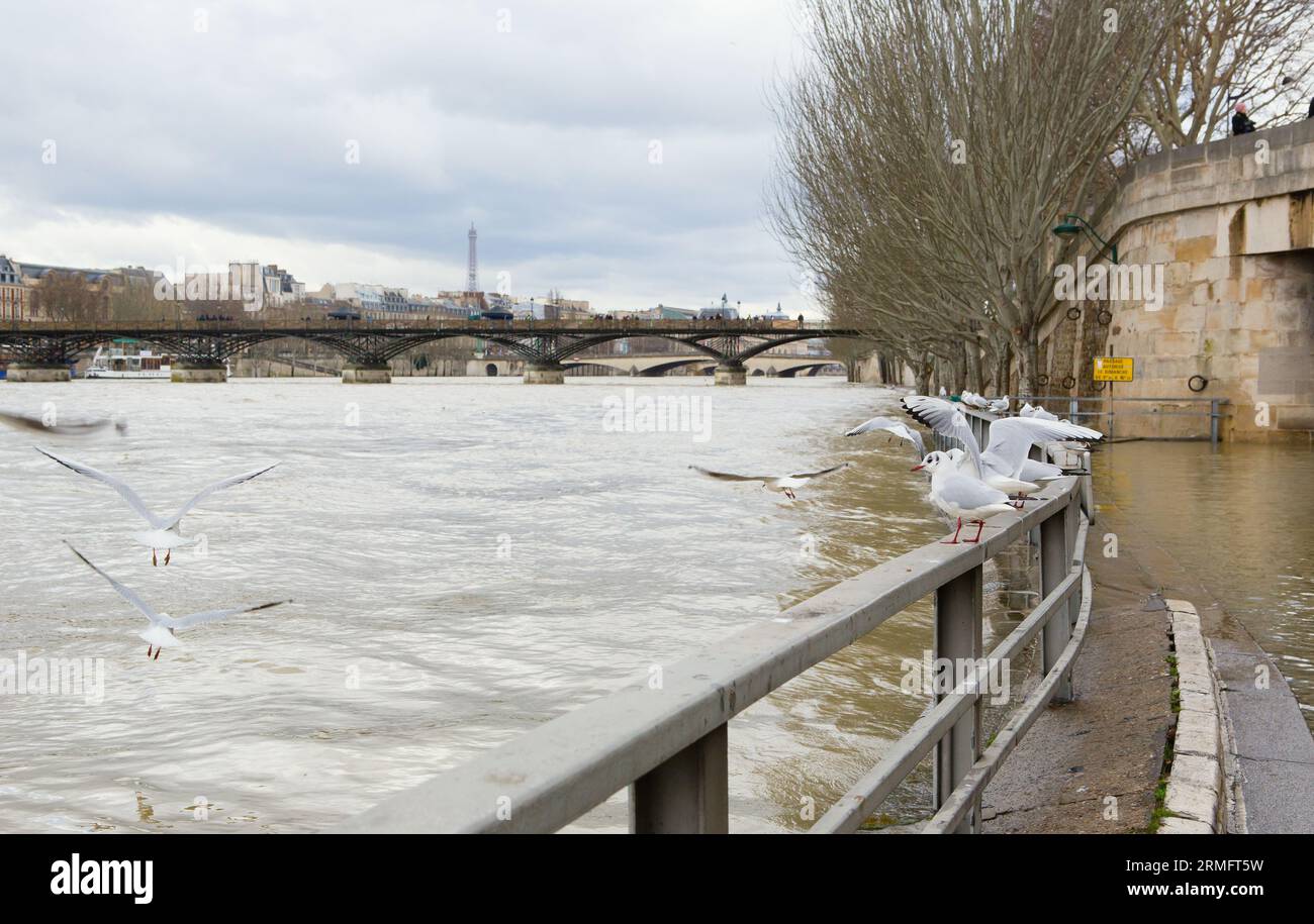Flooding of seine river hi-res stock photography and images - Alamy