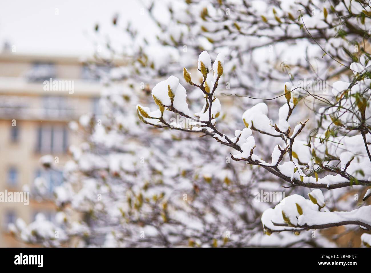Snow covering branches of magnolia tree with flower buds. Unusual ...