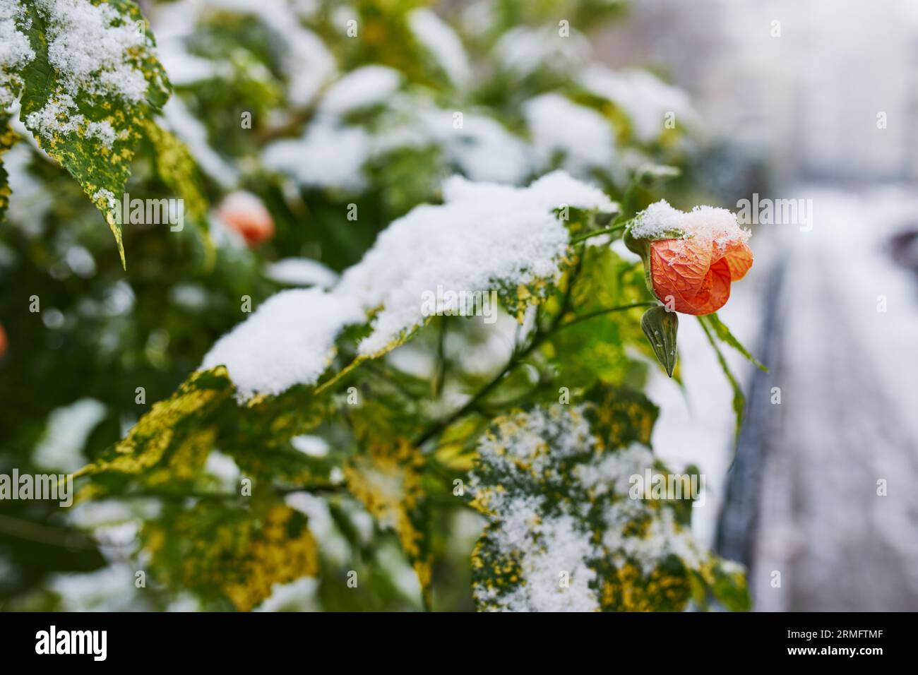 Snow covering branches of tree with flowers. Unusual weather conditions ...