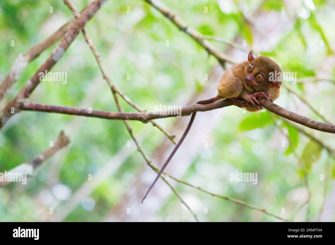 Philippine tarsier (Tarsius syrichta), the smallest primate in natural ...