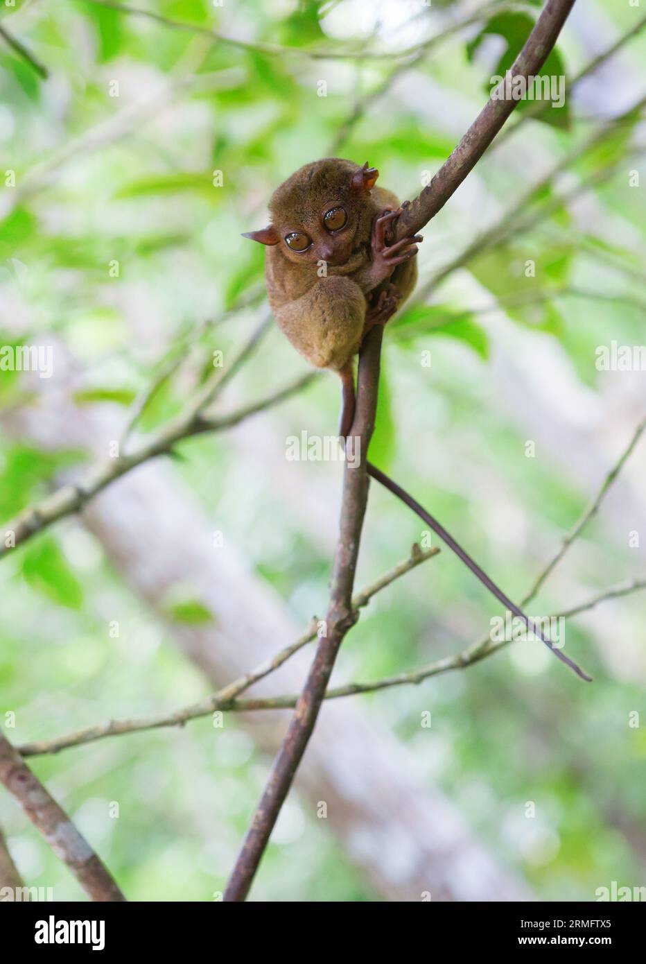 Philippine tarsier (Tarsius syrichta), the smallest primate Stock Photo ...
