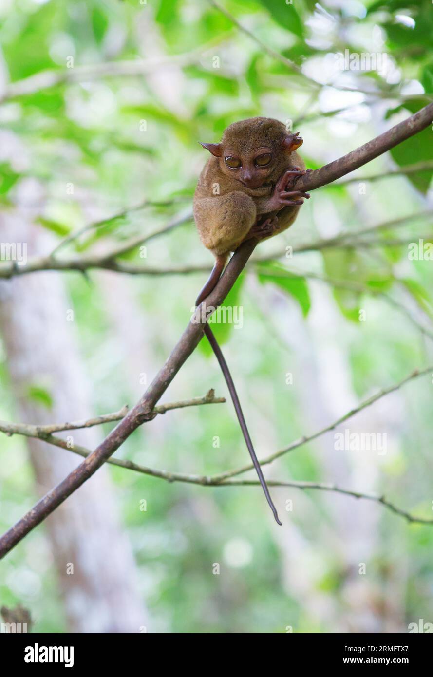Philippine tarsier (Tarsius syrichta), the smallest primate Stock Photo ...