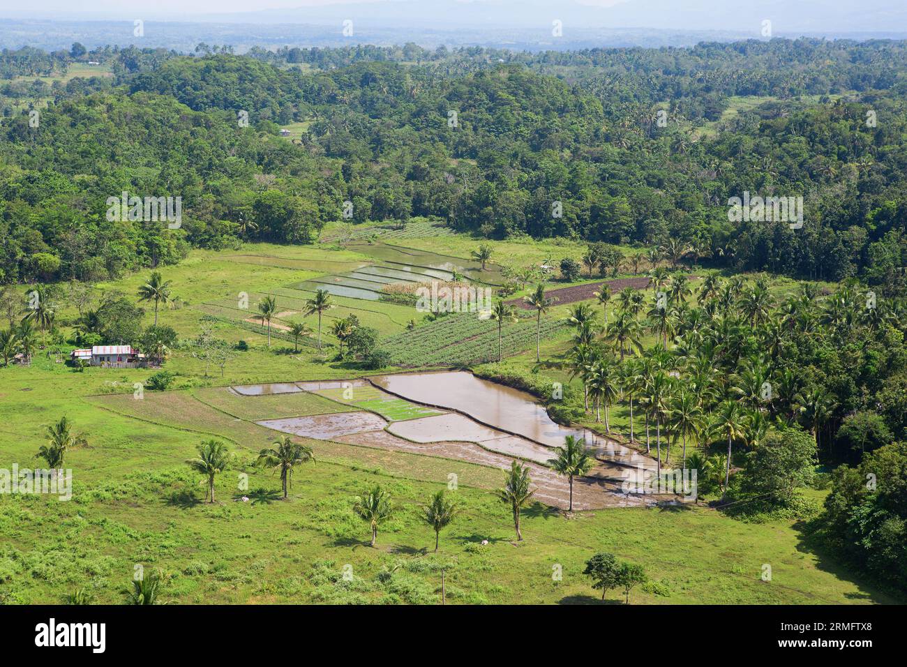 Palms and rice fields hi-res stock photography and images - Alamy