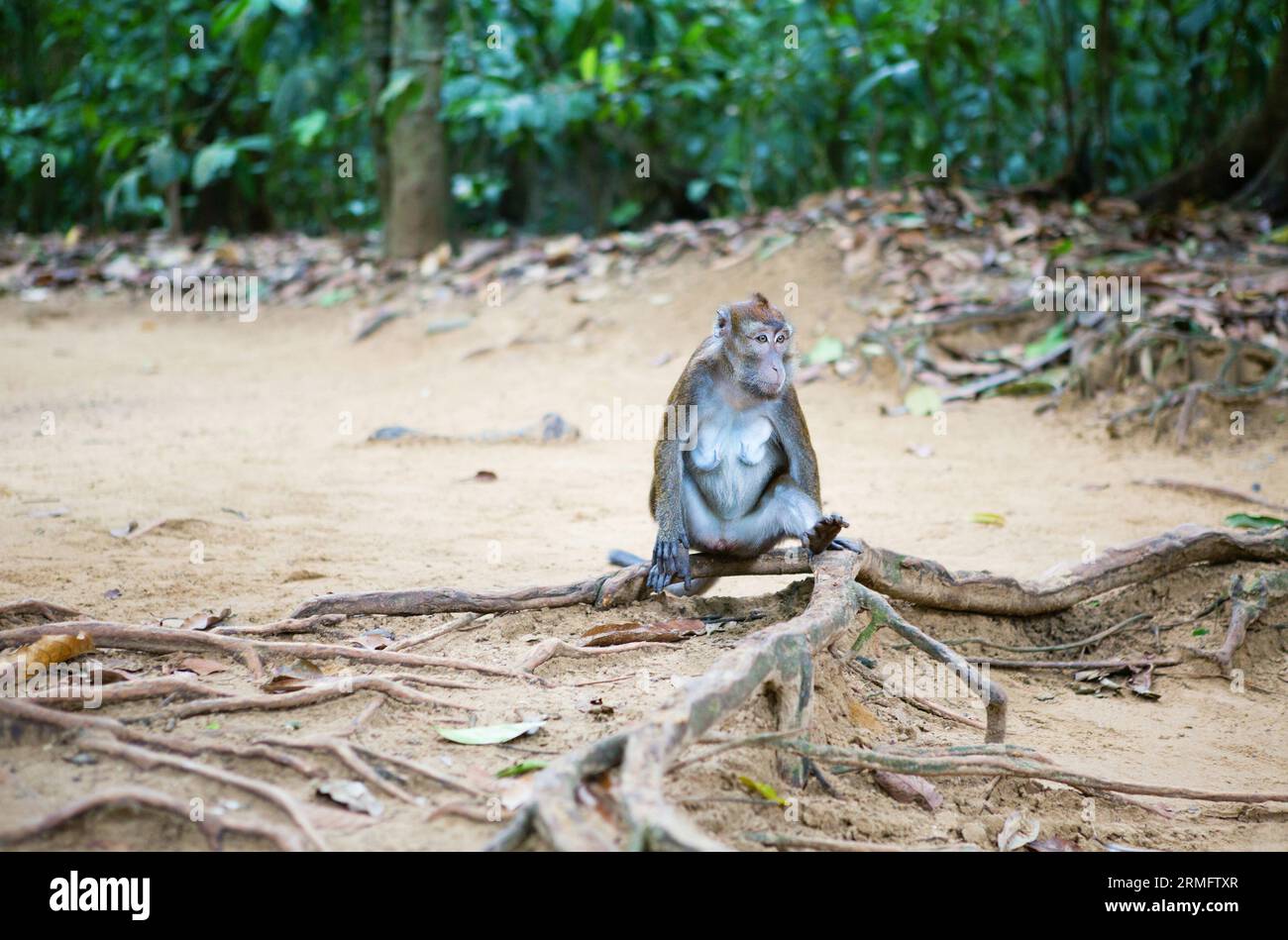 Philippines wildlife macaque hi-res stock photography and images - Alamy