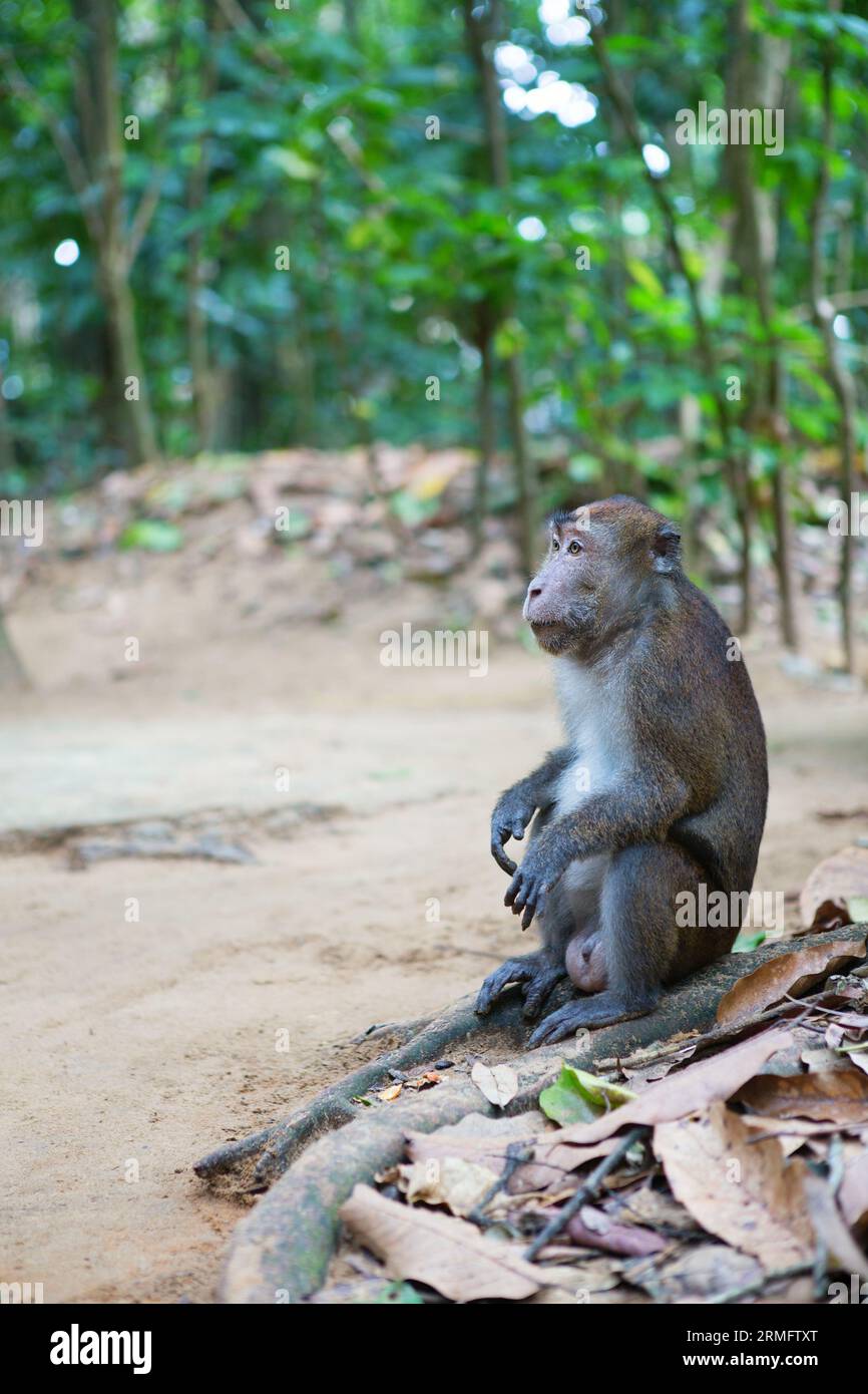 Crab-eating macaque on Palawan, Philippines Stock Photo - Alamy Crab-eating macaque on Palawan, Philippines Stock Photo - Alamy