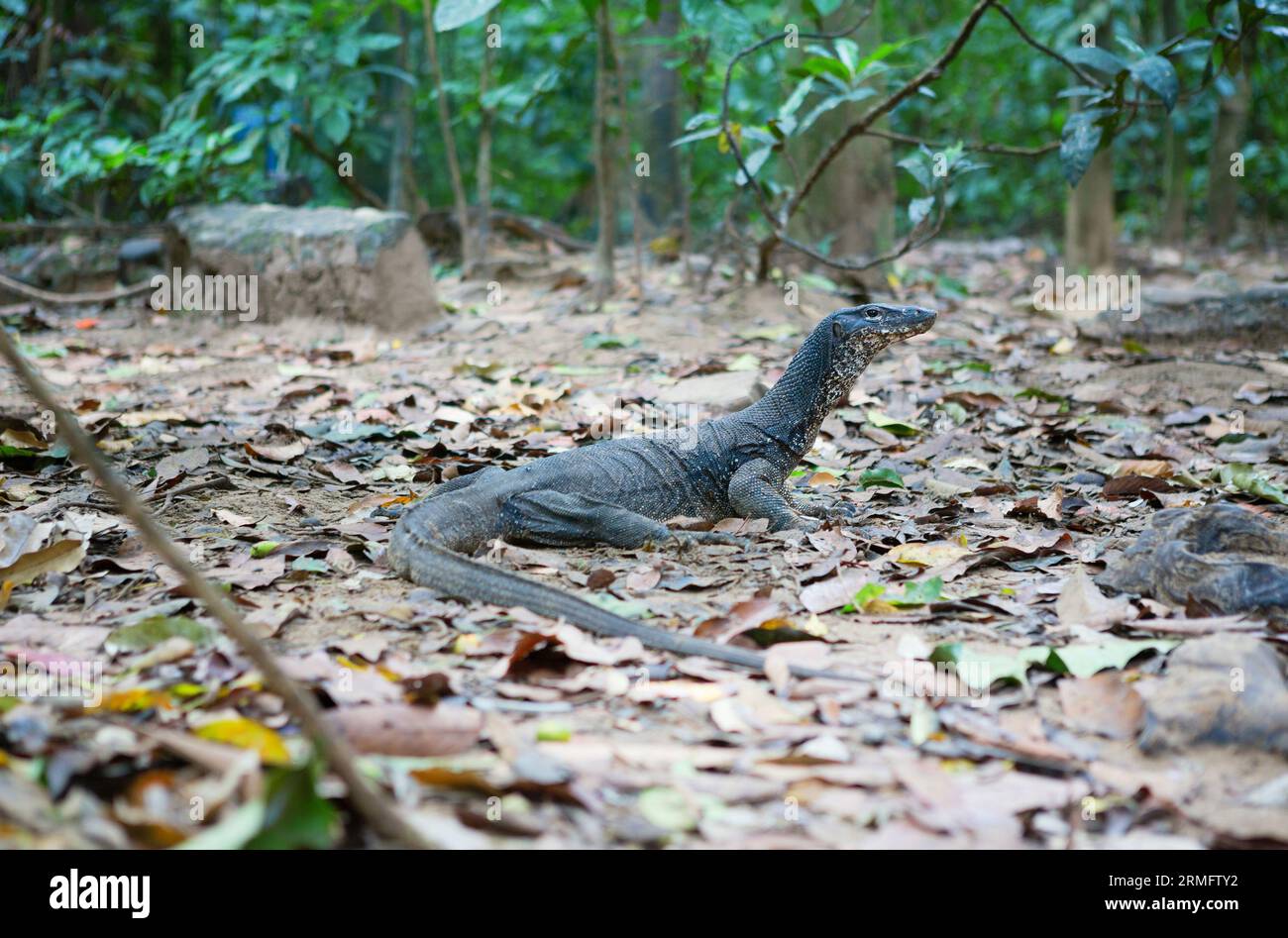 Monitor lizard philippines hi-res stock photography and images - Alamy