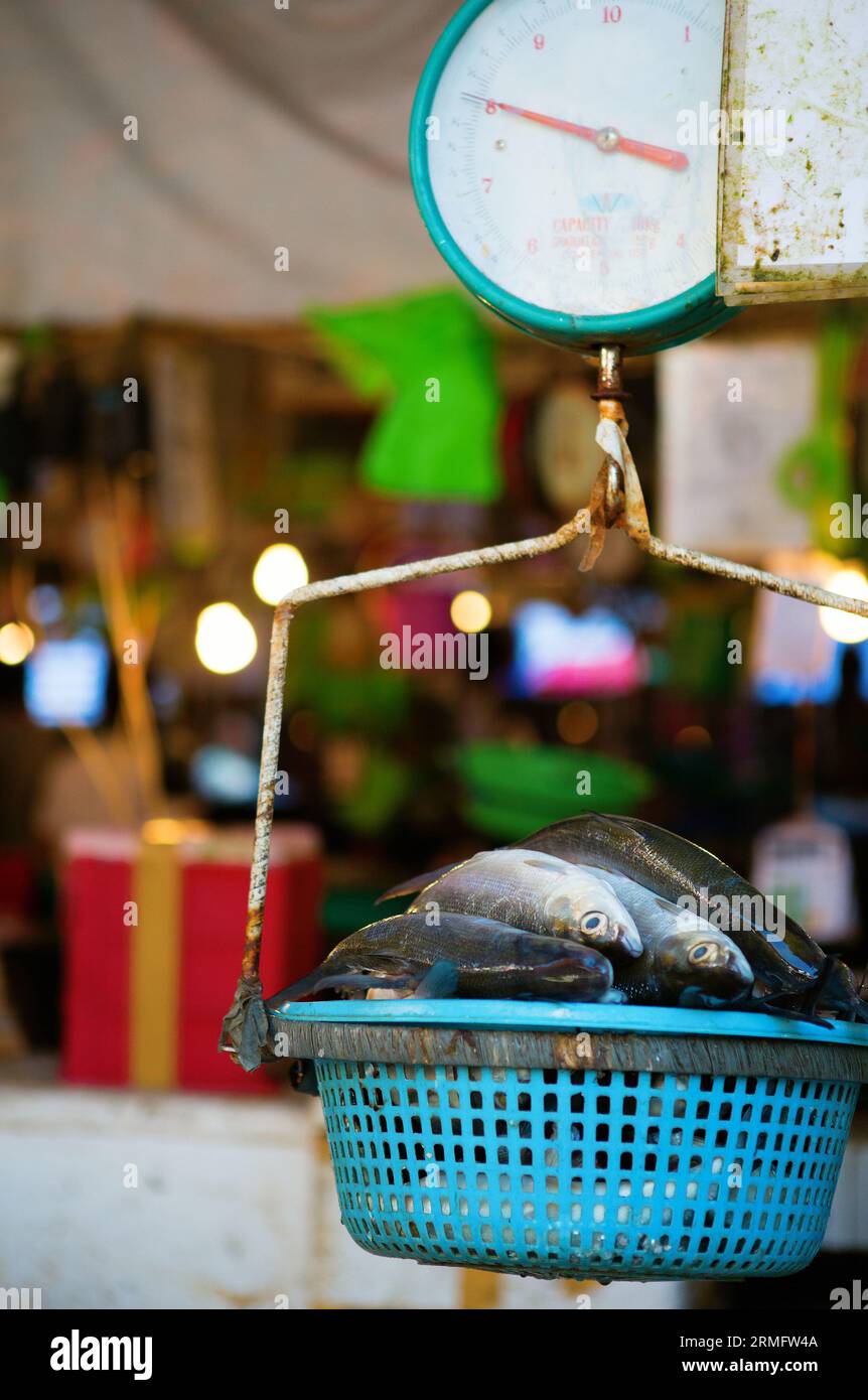 Fish on weighing scales hi-res stock photography and images - Alamy