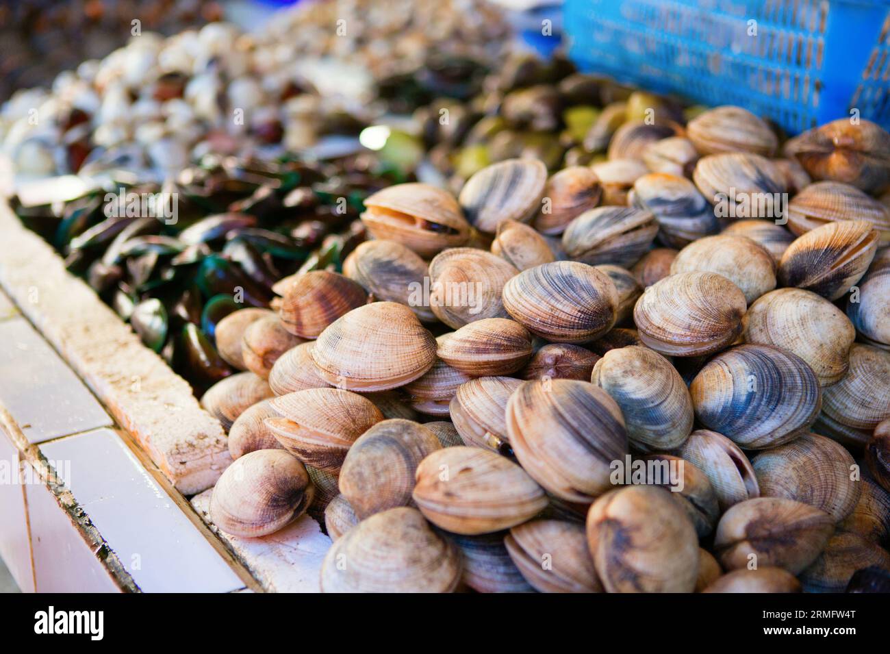 Raw clams on traditional hi-res stock photography and images - Alamy
