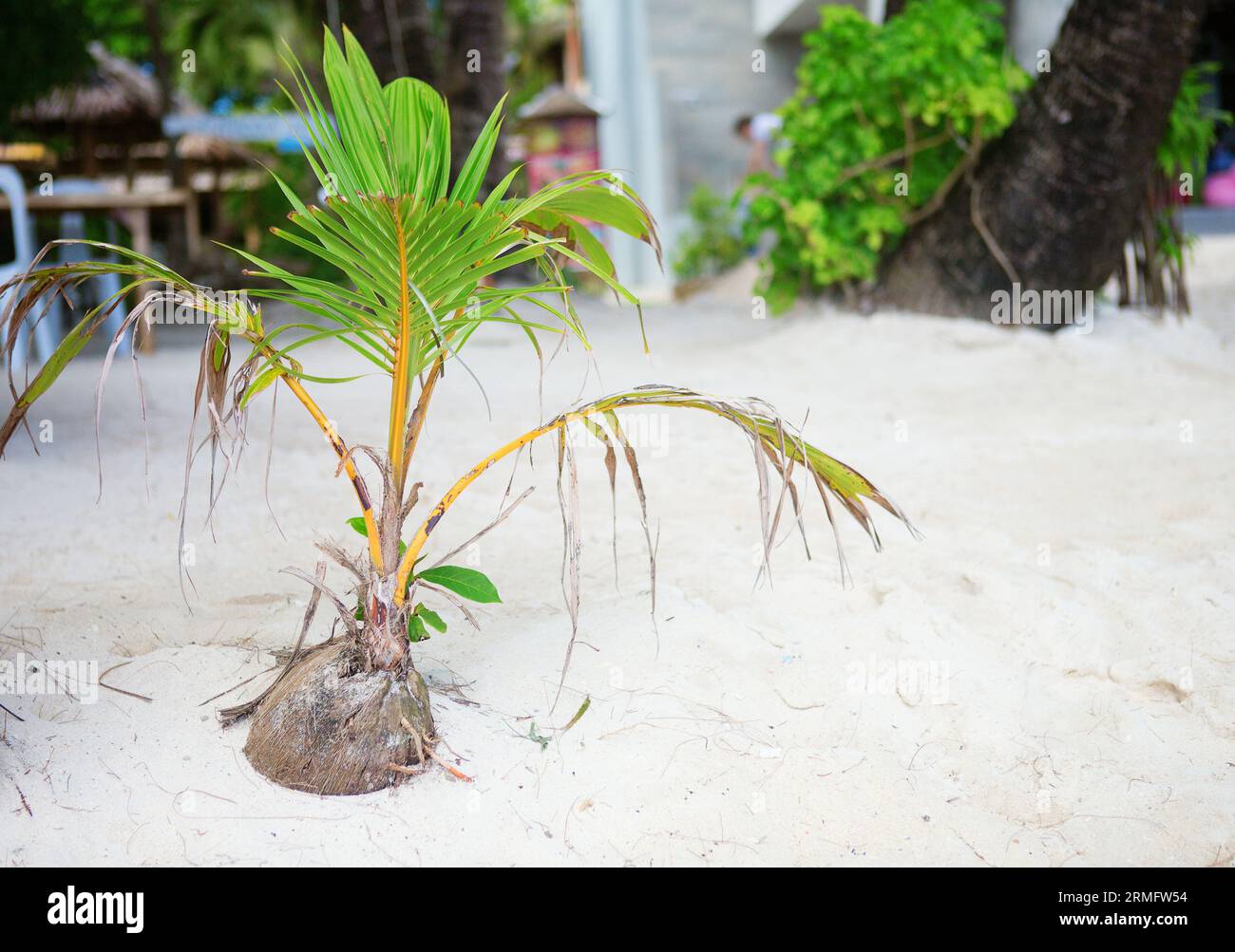 Coconut sprout hi-res stock photography and images - Alamy
