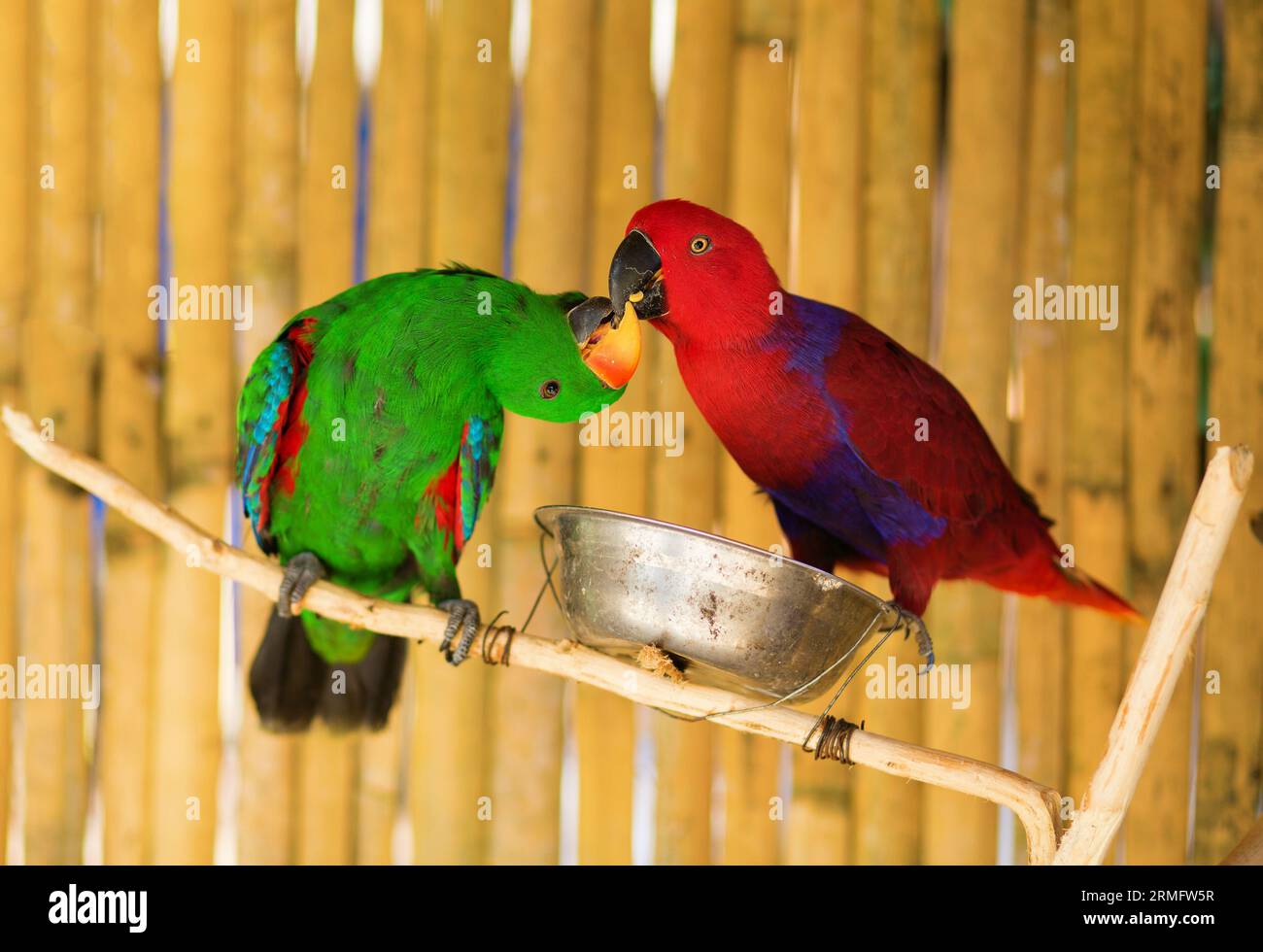 Two parrots on a branch Stock Photo - Alamy