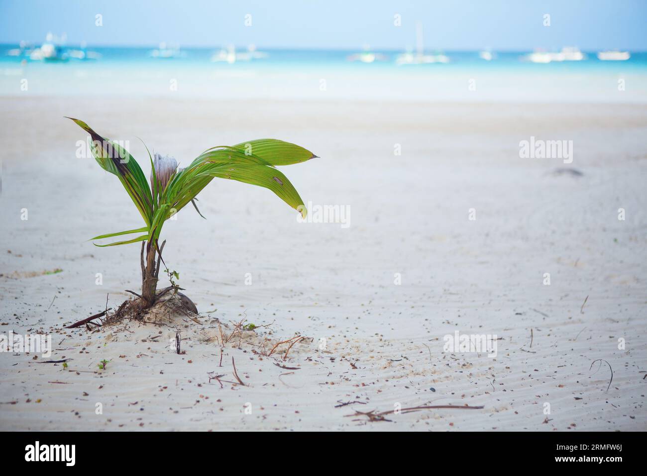 Coconut sprout growing on a white sand tropical beach Stock Photo - Alamy