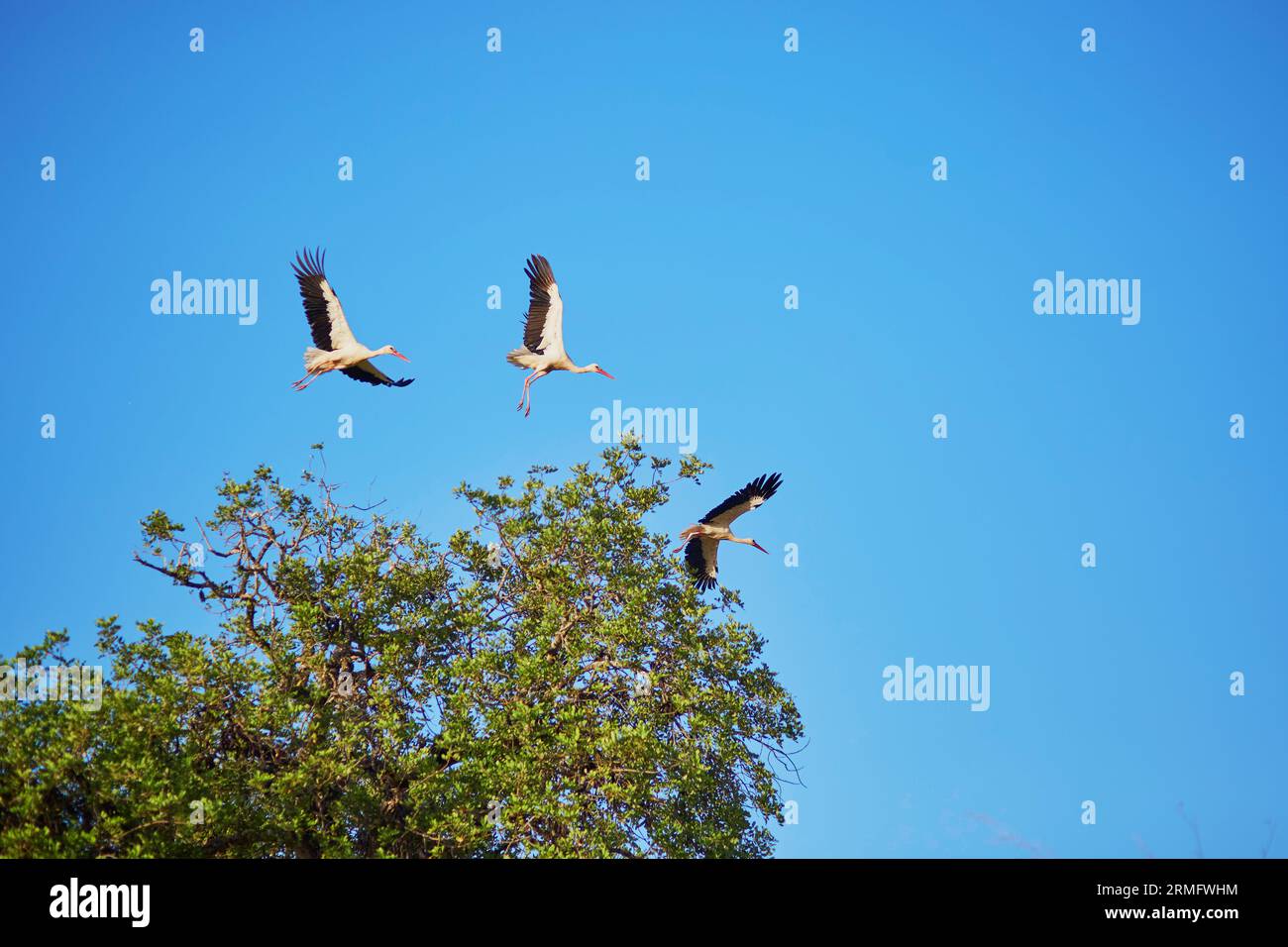 Stork flying over field hi-res stock photography and images - Alamy