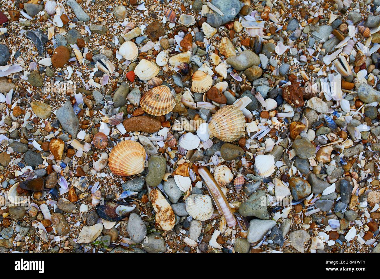 Many sea shells on the beach Stock Photo - Alamy