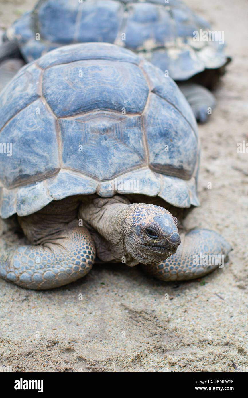Turtle in their environment hi-res stock photography and images - Alamy