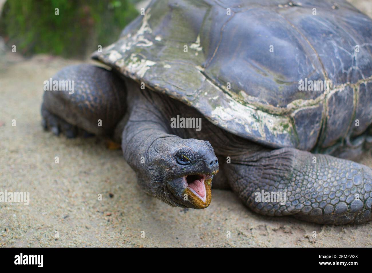 Turtle in their environment hi-res stock photography and images - Alamy