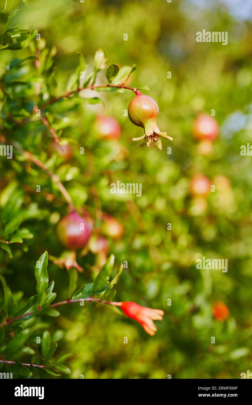 Pomegranate flower small fruit hi-res stock photography and images - Alamy
