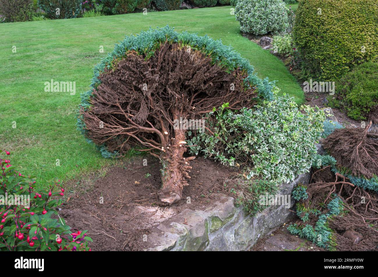 Cutting tree uk garden hi-res stock photography and images - Alamy