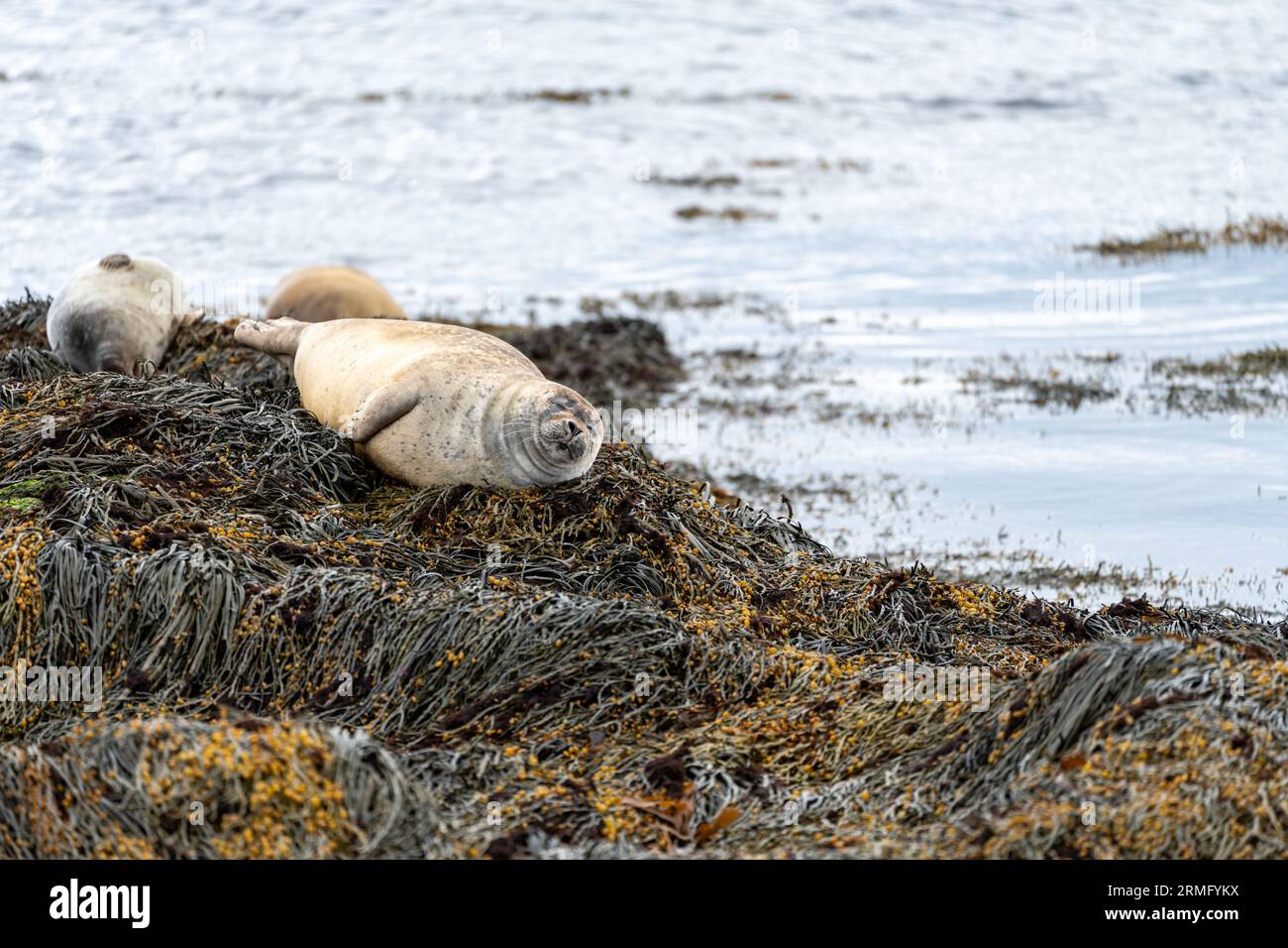 Golden seal rests on the rocky cliffs at Ytri Tunga beach in Iceland ...