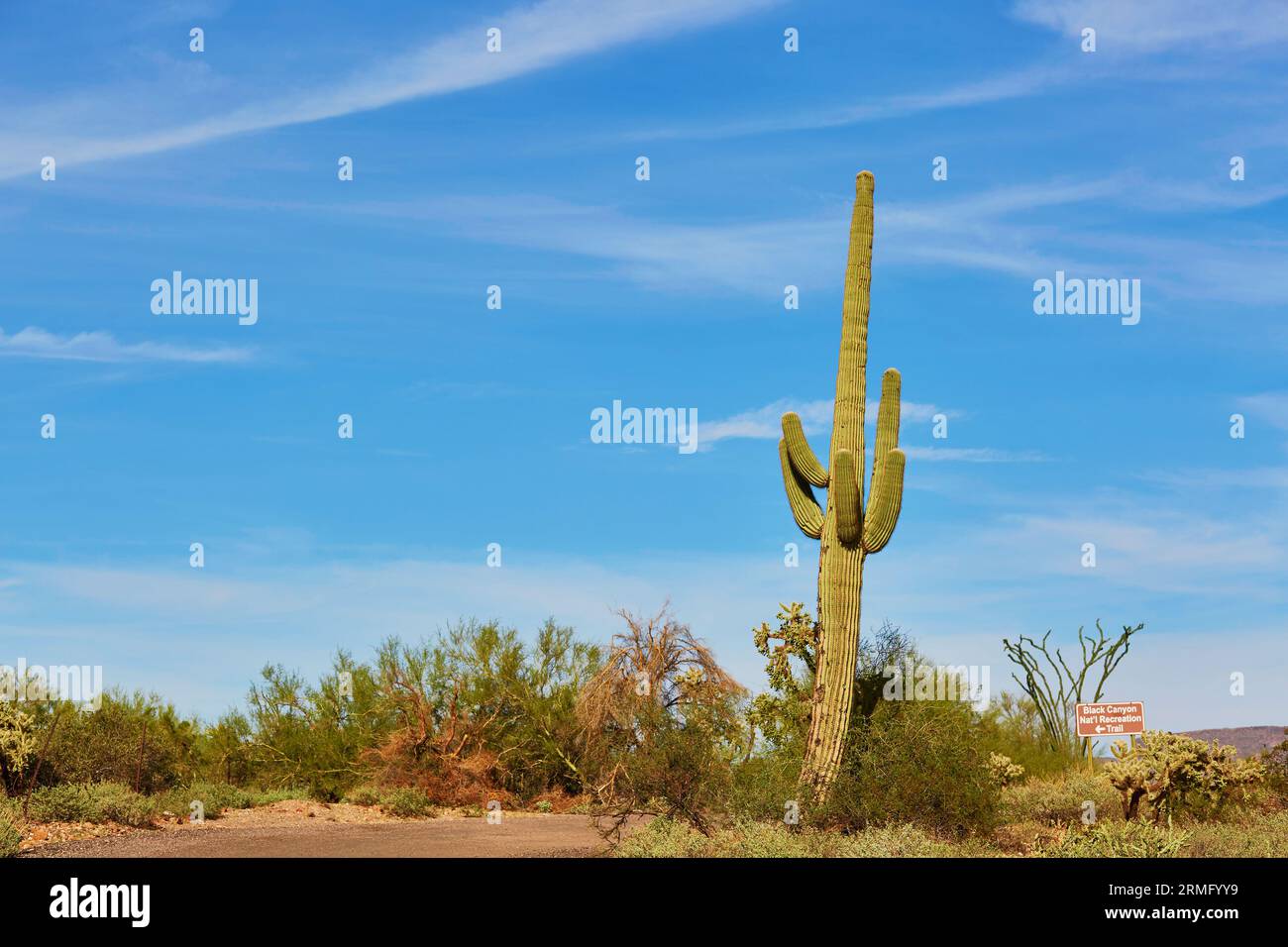 Giant Saguaro cactus in desert of Arizona, USA Stock Photo - Alamy
