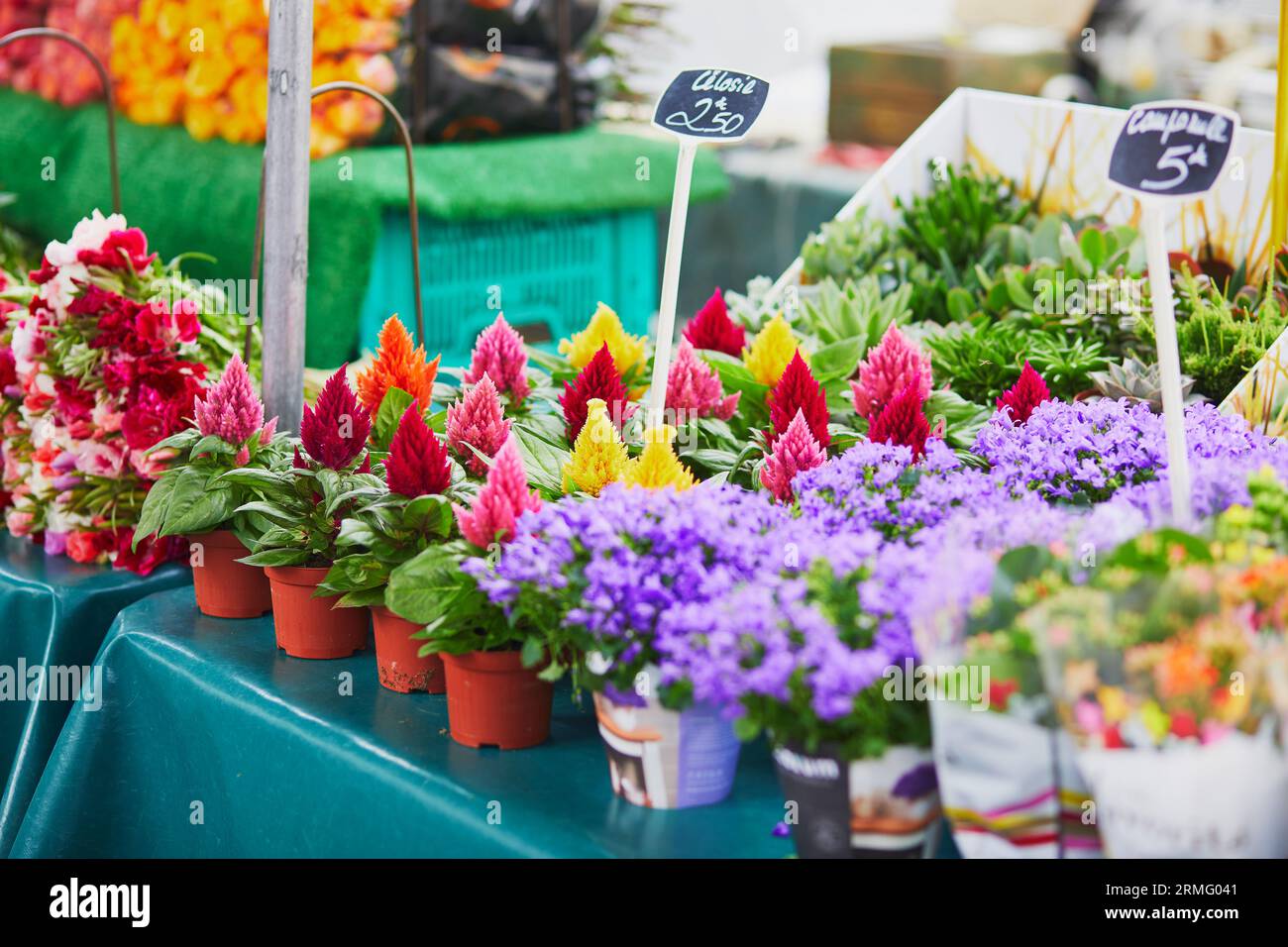 Celosia flowers on farmer market in Paris, France. Typical European ...