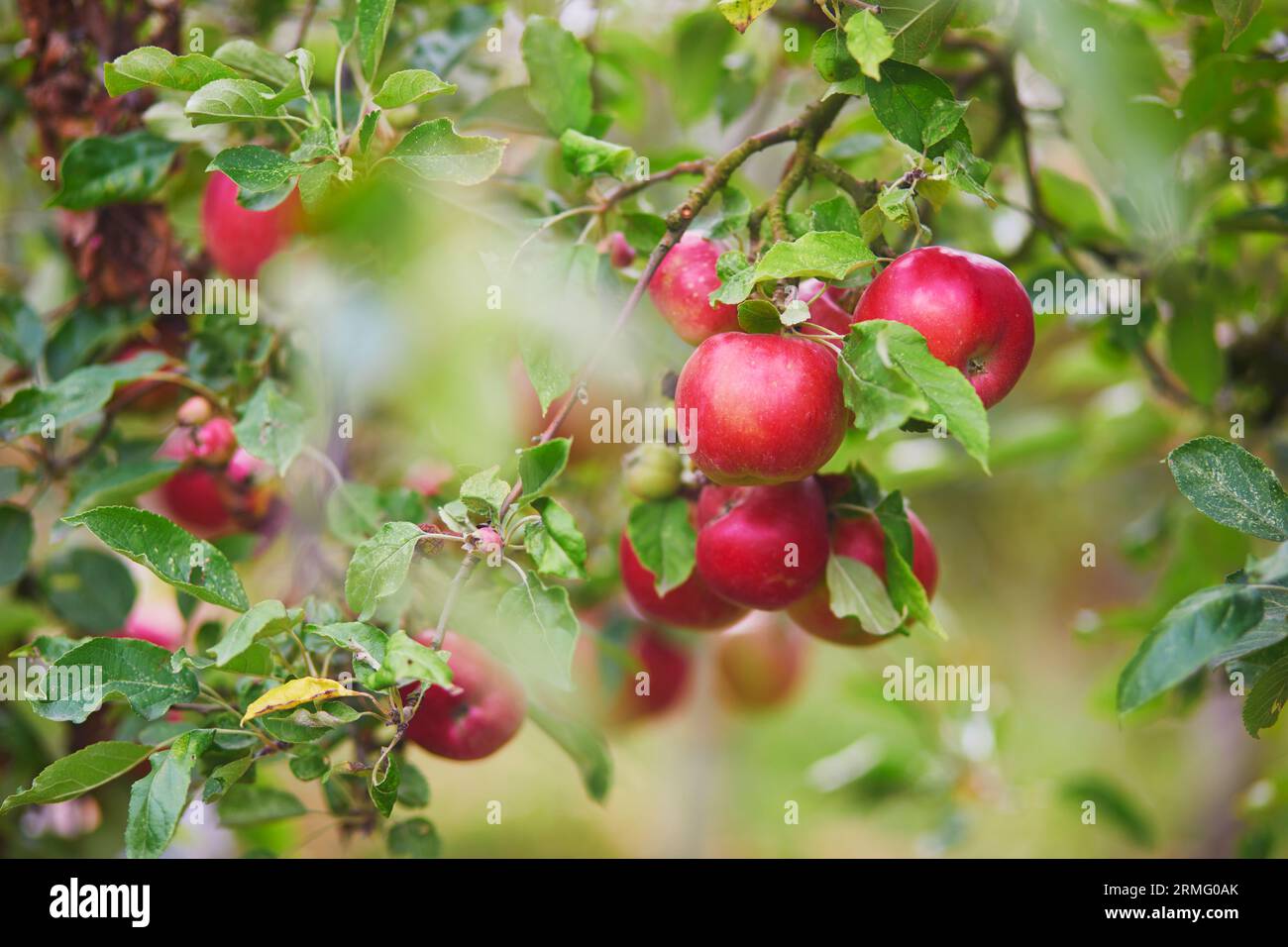 Red ripe apples on apple tree branch Stock Photo - Alamy