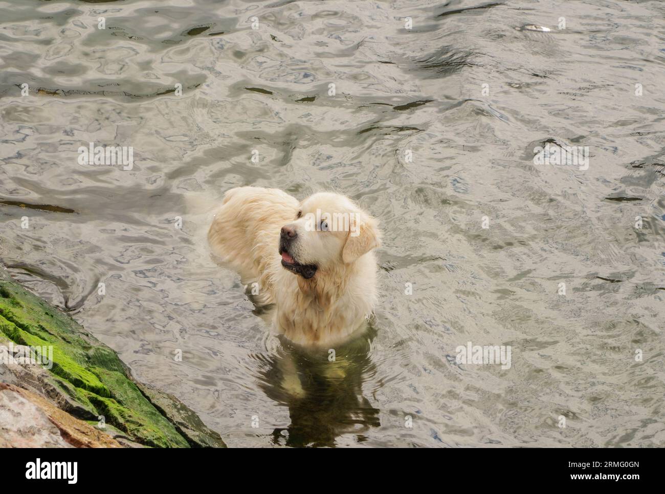 Long haired labrador hi-res stock photography and images - Alamy