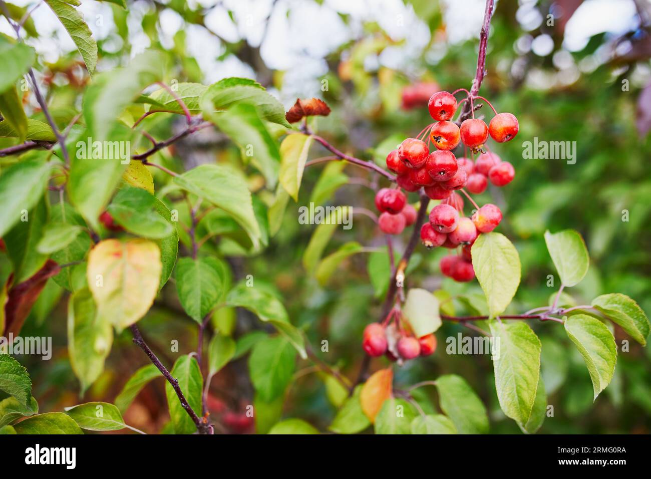 Red ripe apples on a branch of crabapple tree also known as plum-leaved ...