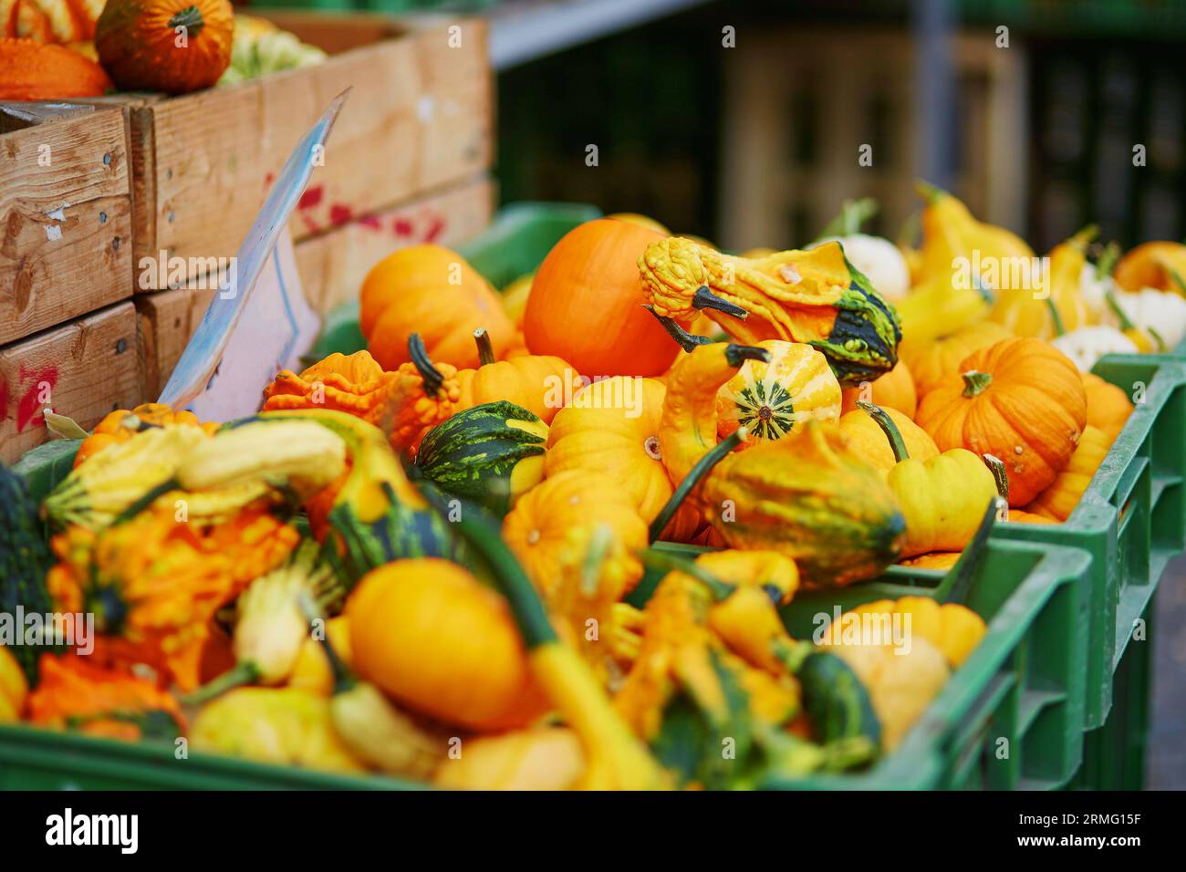 Ripe orange pumpkins on farmer agricultural market in Germany. Fresh ...